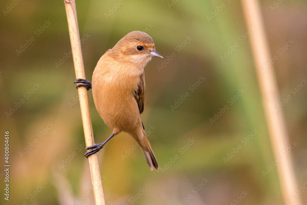 Chinese Buidelmees; Chinese Penduline-Tit; Remiz consobrinus Stock ...
