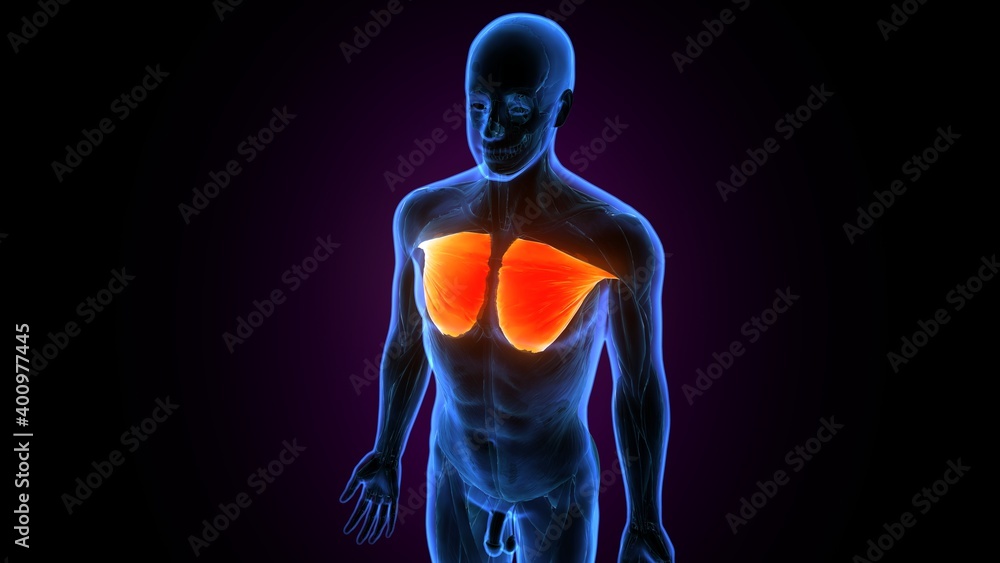 Ilustración de Stock 3d illustration of human muscular system torso ...