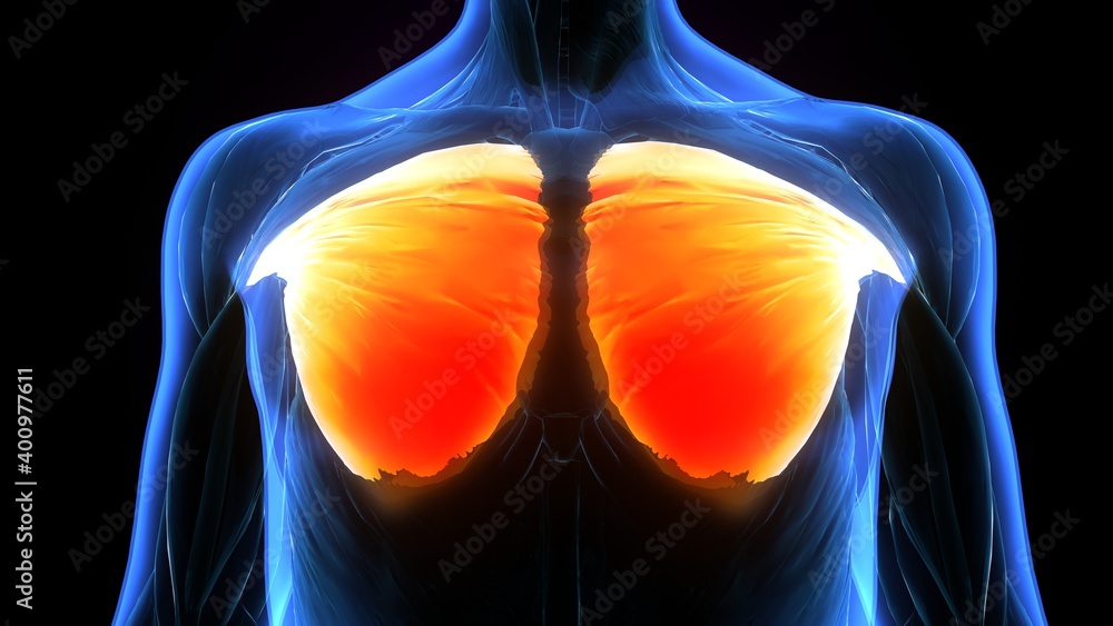 Stock-Illustration „3d illustration of human muscular system torso ...