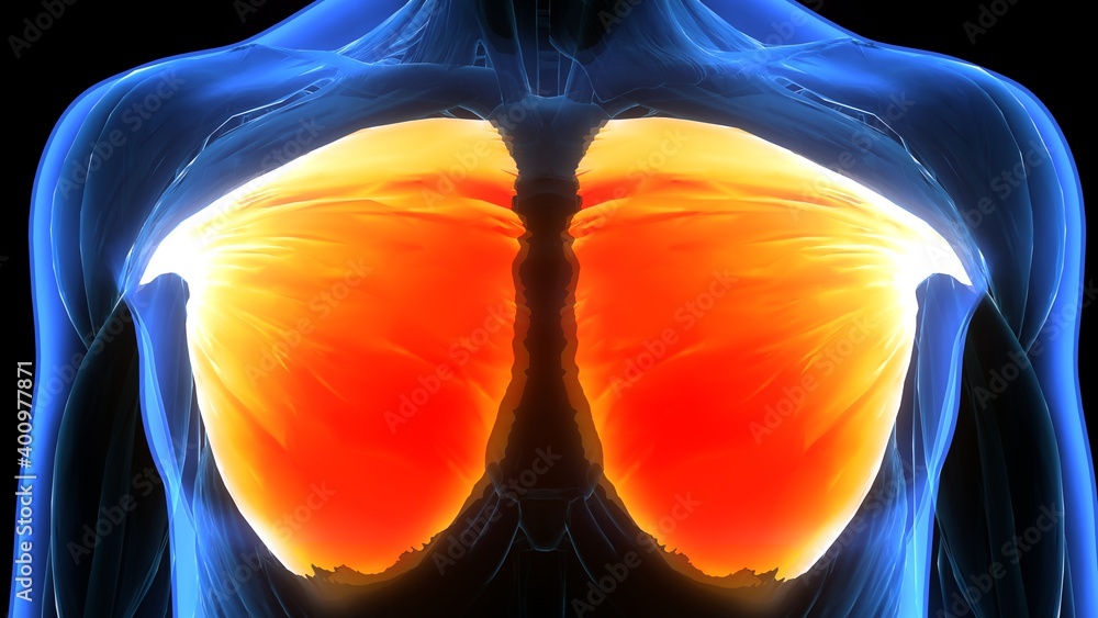 3d illustration of human muscular system torso muscles pectoral muscles ...