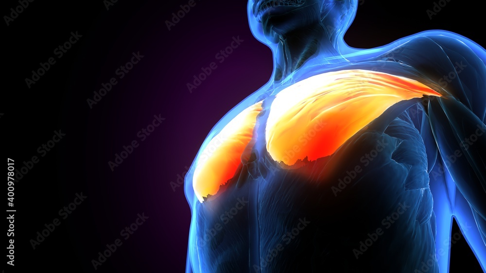 Ilustración de Stock 3d illustration of human muscular system torso ...