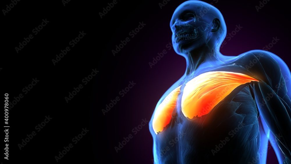 3d illustration of human muscular system torso muscles pectoral muscles ...