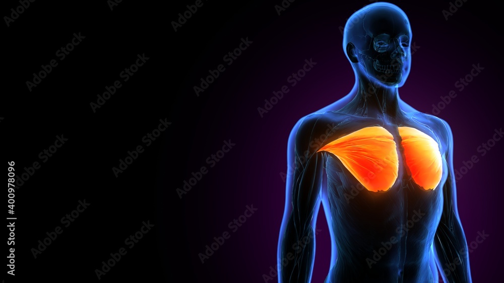 3d illustration of human muscular system torso muscles pectoral muscles ...