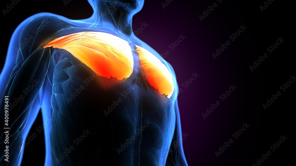 Ilustración de Stock 3d illustration of human muscular system torso ...