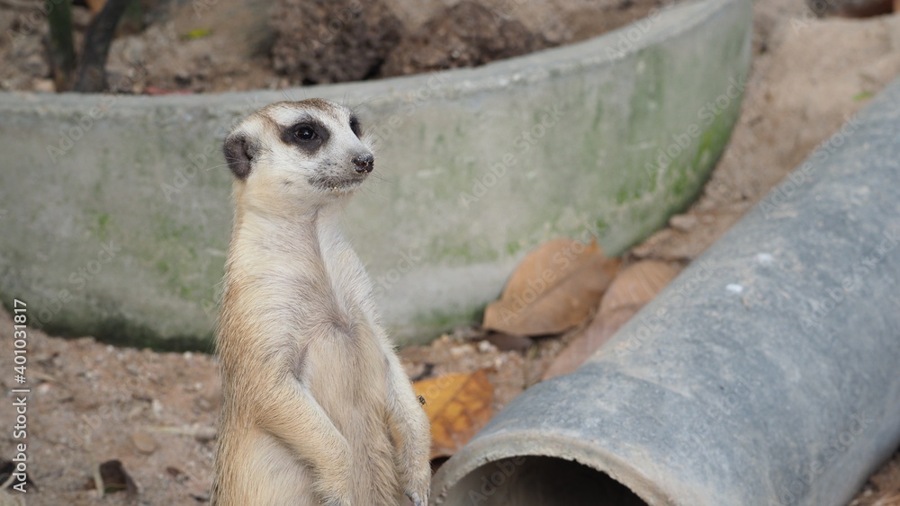 Meerkat looking for something. Suricata suricatta wild predators in ...