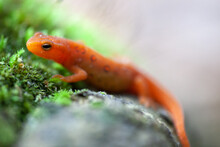Red Eft Free Stock Photo - Public Domain Pictures