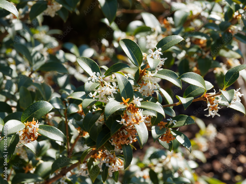 Ligustrum ovalifolium) Troène de Californie ou troène vert aux ...