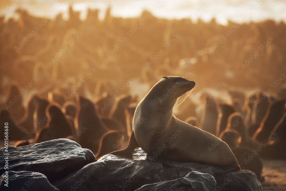 Cape Cross Seal Reserve in the South Atlantic in the Skeleton Coast ...