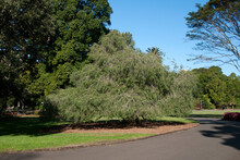 Western Australian Peppermint Tree Free Stock Photo - Public Domain ...