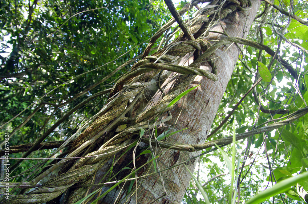 Ayahuasca, Ayahuasca, Ayahuasca making, Yage sacred plant, Jungle of ...