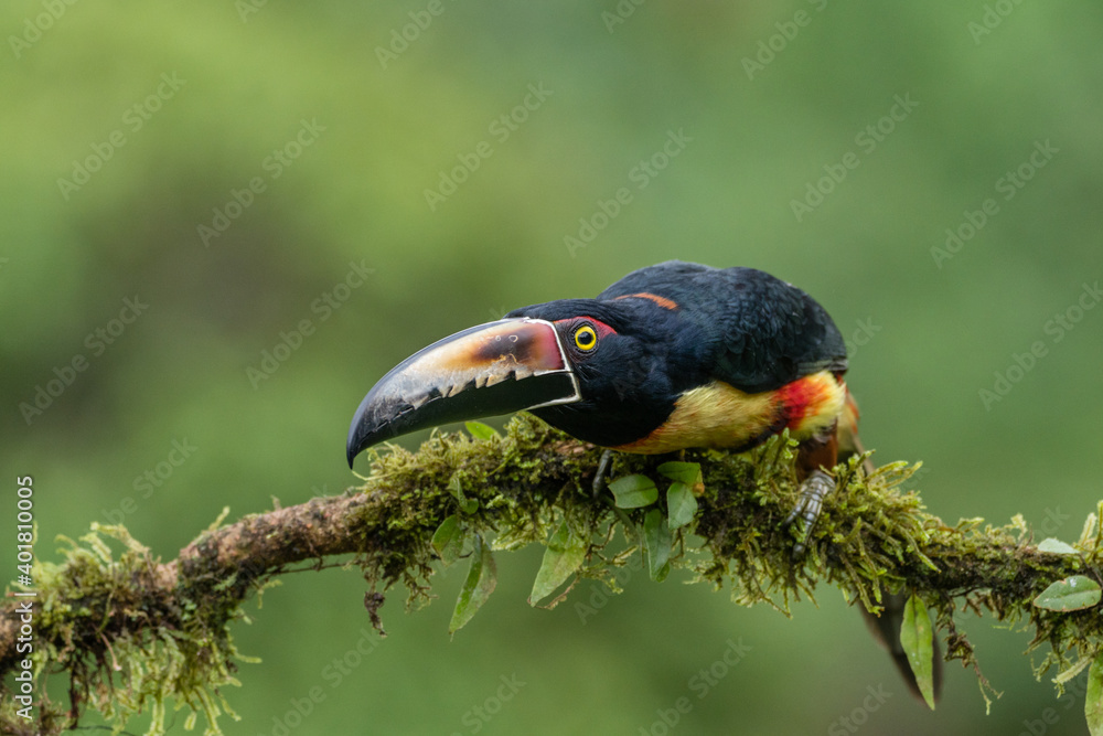 A collared aracari (Pteroglossus torquatus) perches on a tree branch in ...