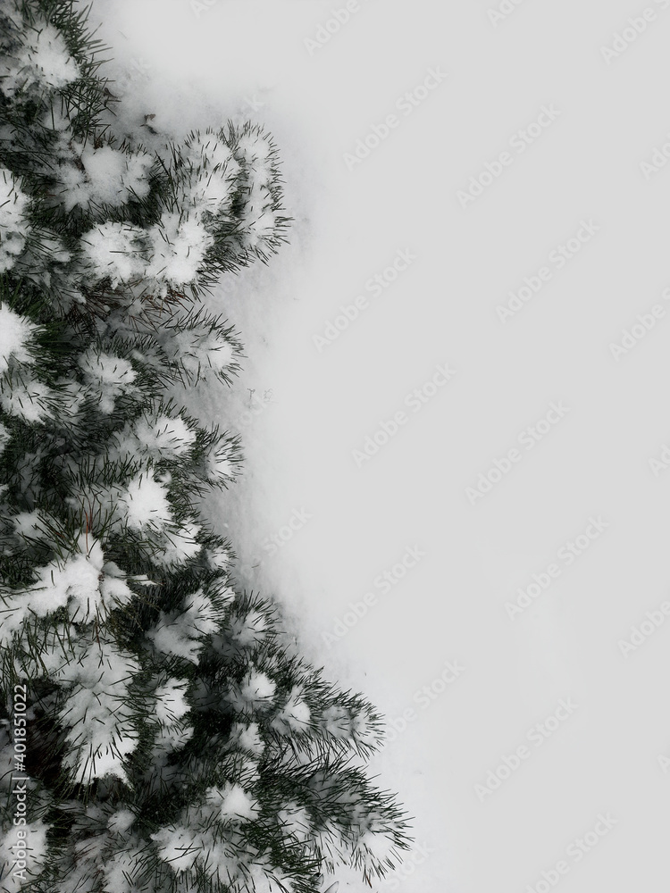 Winter background. Snowy pine trees for postcards, flyers, overlay ...