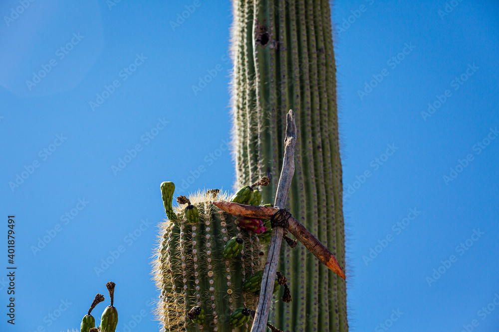 These Ku’ipad (saguaro ribs with cross members) are used to harvest ...