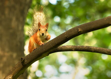 Fox Squirrel On Tree Close-up Free Stock Photo - Public Domain Pictures