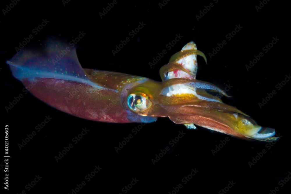 Foto Bigfin reef squid (Sepioteuthis lessoniana), also known as the ...