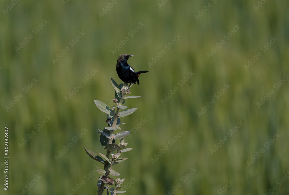 The Indian robin is a species of bird in the family Muscicapidae. It is ...