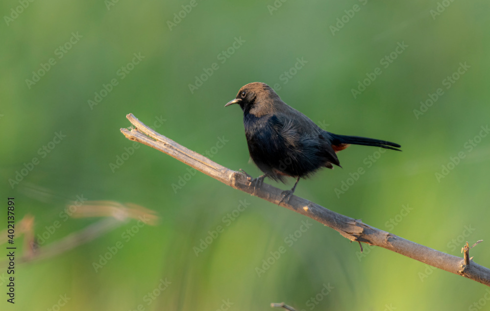 Foto de Stock The Indian robin is a species of bird in the family ...