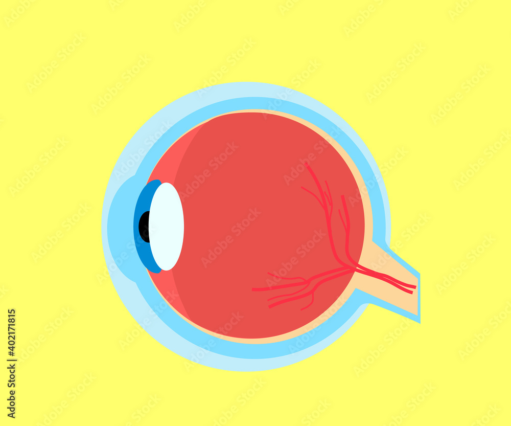 Anatomical structure of the human eye. Cartoon. Vector illustration ...
