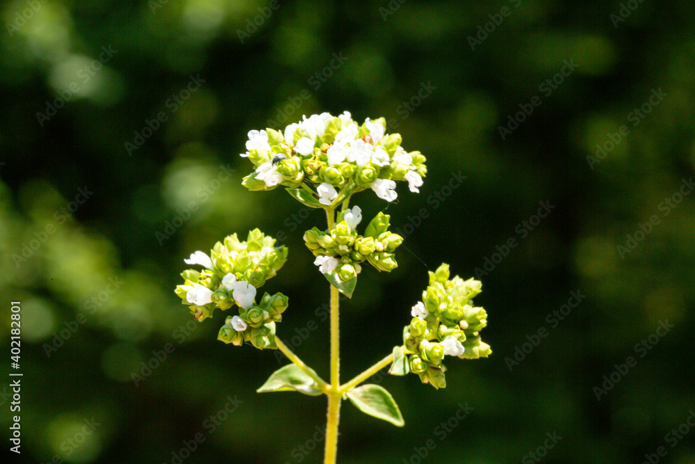 Close up photo of Shepherd's Purse also known as Capsella bursa ...