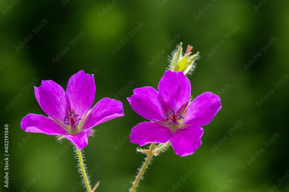 Close up, beautiful photo of Geranium maculatum also known as the wild ...