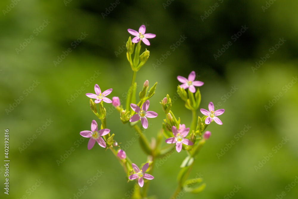 A focused photo of Centaurium erythraea - common centuary which grows ...