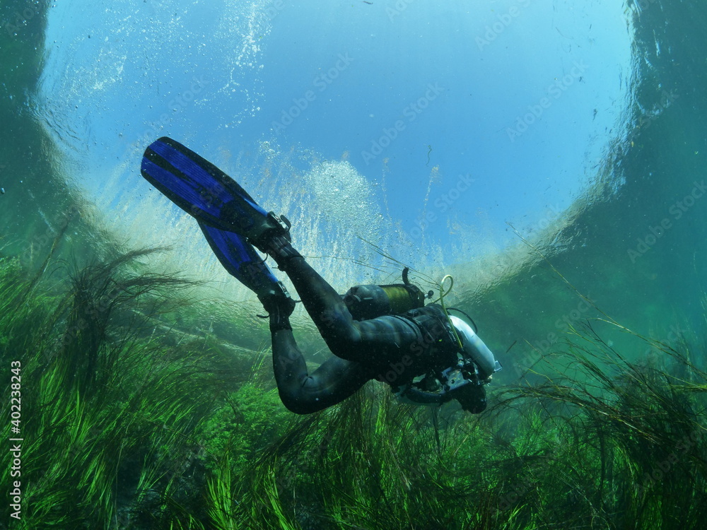 scuba diver exploring freshwater source in river with plants and ...