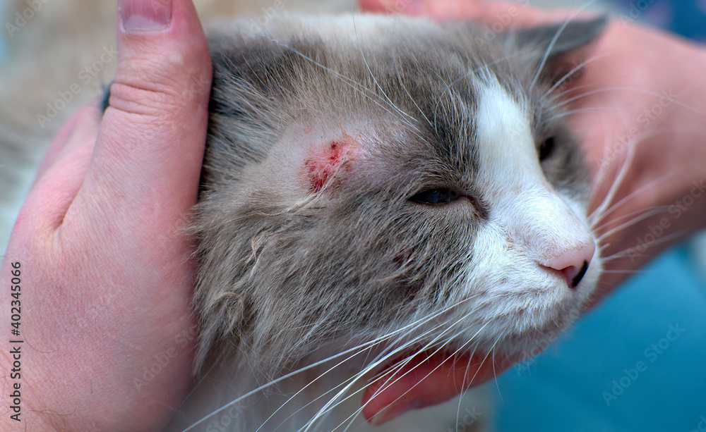 Fotografie Allergic skin diseases in domestic cats. cat's wound from ...