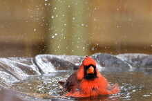 Young Cardinal Bird At Bird Bath Free Stock Photo - Public Domain Pictures