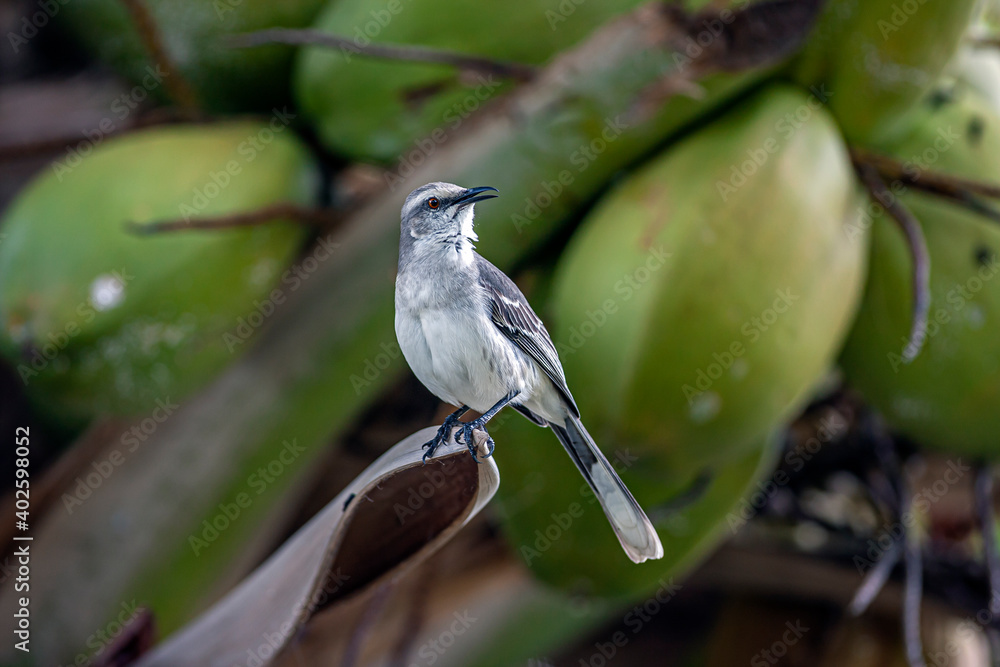 tropical mockingbird ,Mimus gilvus is a resident breeding bird from ...