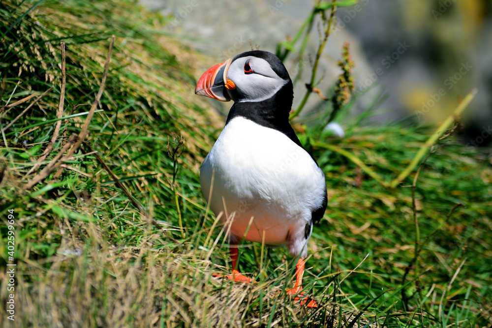 Atlantic puffin on the cliff near Black Sand Beach in Iceland Stock ...