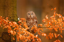 Autumn Owl Free Stock Photo - Public Domain Pictures
