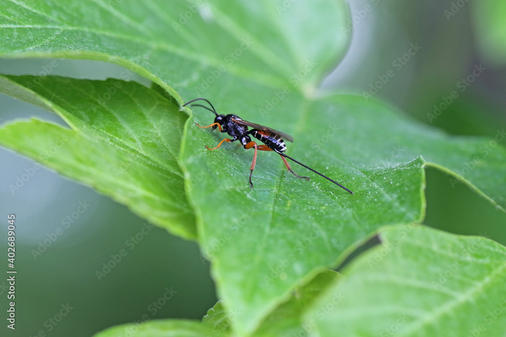 Hymenoptera from the family Ichneumonidae - ichneumon wasps or ...