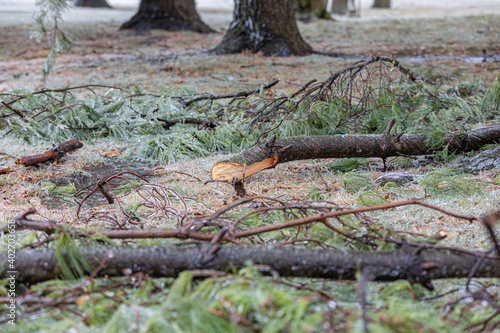 Broken pine tree branches on ground after winter ice storm. Concept of ...