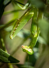 Upside Down Praying Mantis Free Stock Photo - Public Domain Pictures