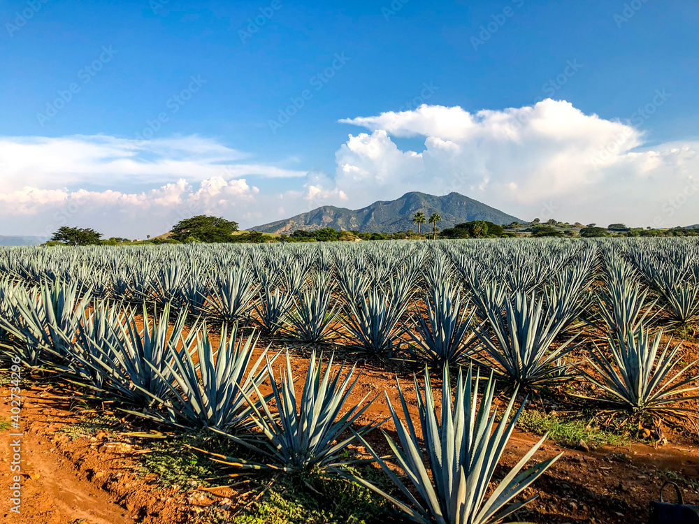 Foto de paisaje de un campo de agave en Guadalajara Stock Photo | Adobe ...