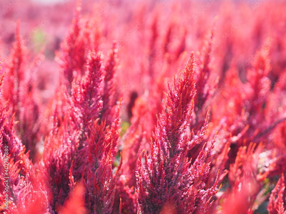 Cocks comb, Foxtail amaranth, red color Celosia argentea AMARANTHACEAE ...