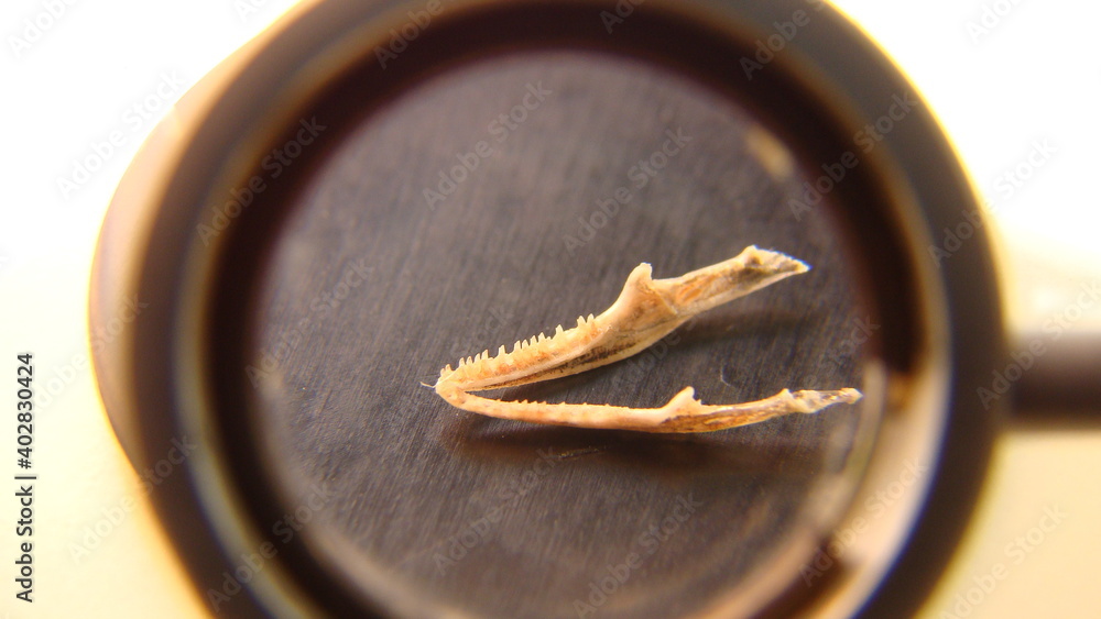 Foto de Stock Lizard 's lower jaw. The doctor performs an autopsy to ...