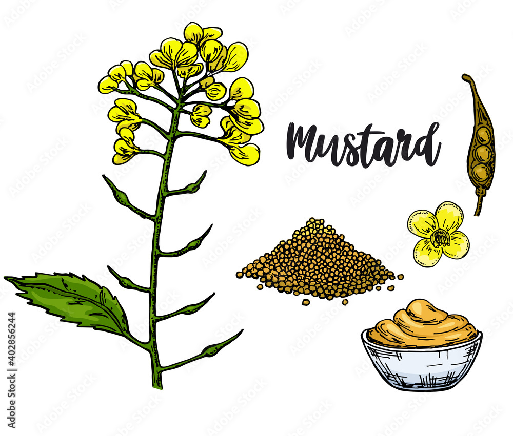 Mustard sauce in bowl color vector drawing. Hand drawn food ingredient ...