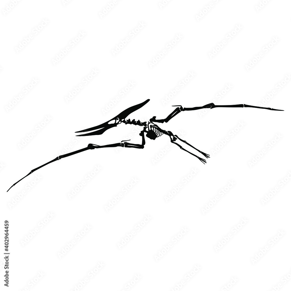 Vector skeleton of extinct ancient flying reptile pteranodon. Isolated ...