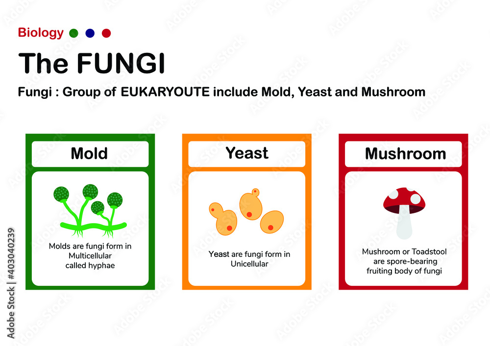The fungi, microbiology diagram show type of fungi (Mold (mould), yeast ...