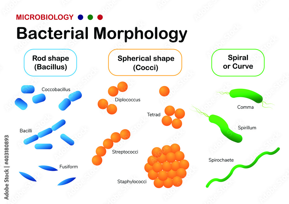 Microbiology diagram show bacterial morphology (coccus, bacillus and ...