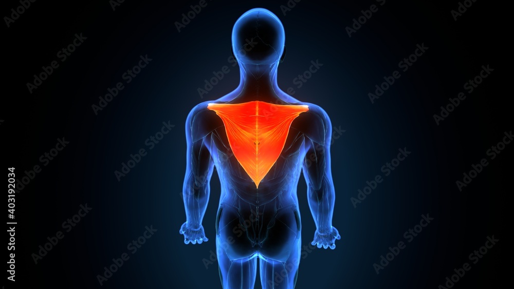 3d Illustration of human muscular System torso muscles trapezius Muscle ...