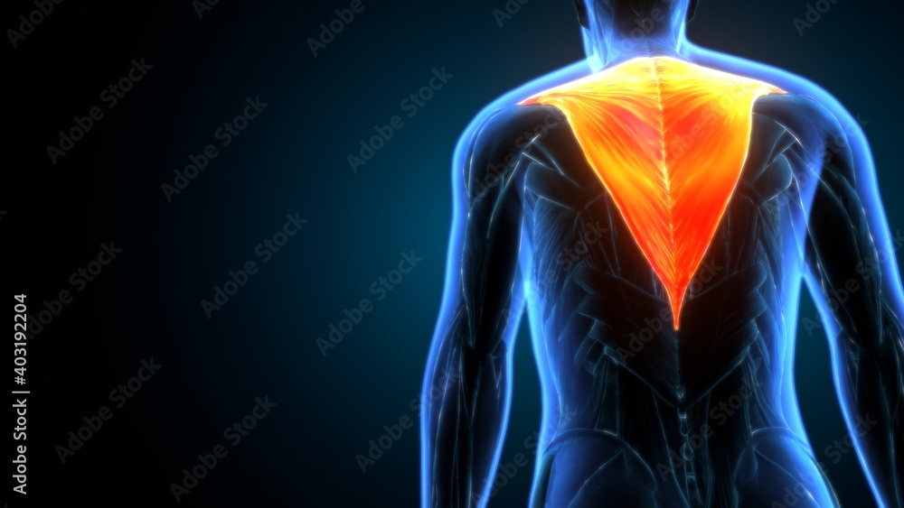 Ilustración de Stock 3d Illustration of human muscular System torso ...