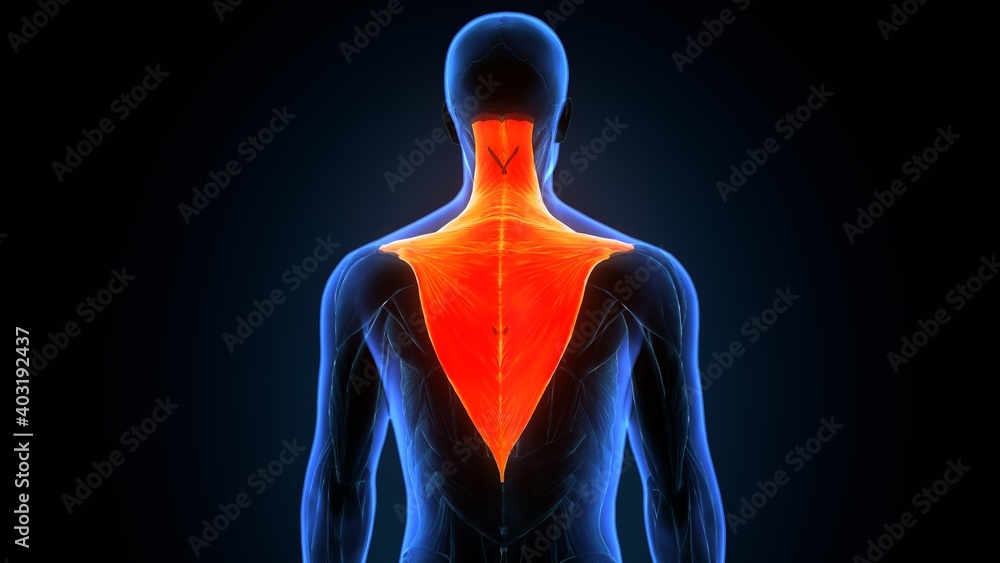 Ilustración de Stock 3d Illustration of human muscular System torso ...