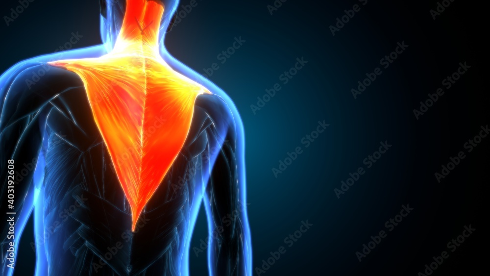 Ilustración de Stock 3d Illustration of human muscular System torso ...