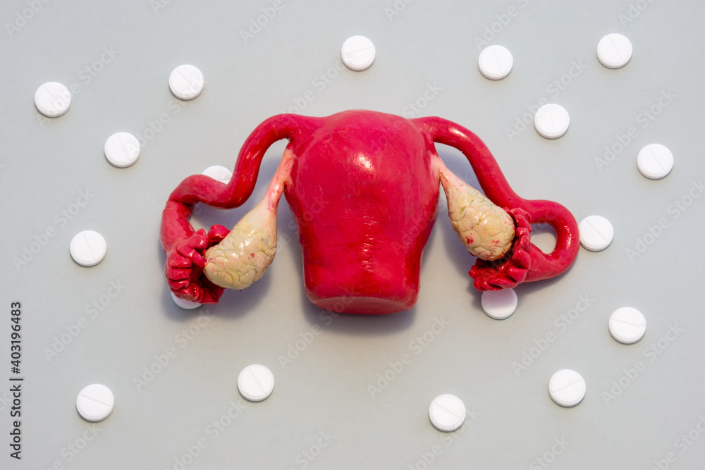 Anatomical model of female uterus with ovaries is on gray background ...