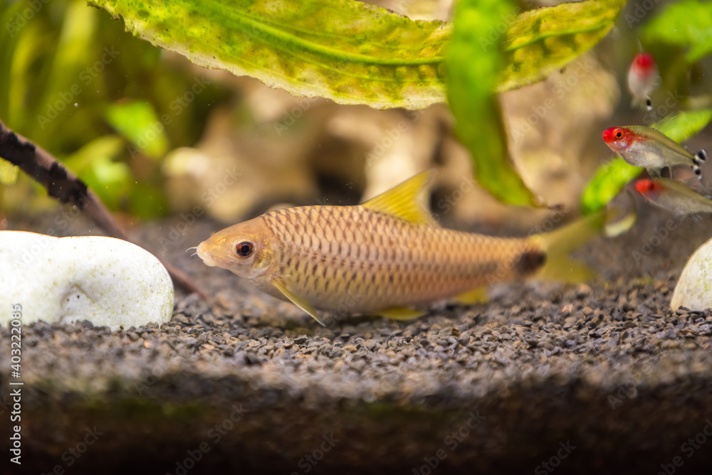 Crossocheilus reticulatus silver flying fox is a freshwater fish in the ...