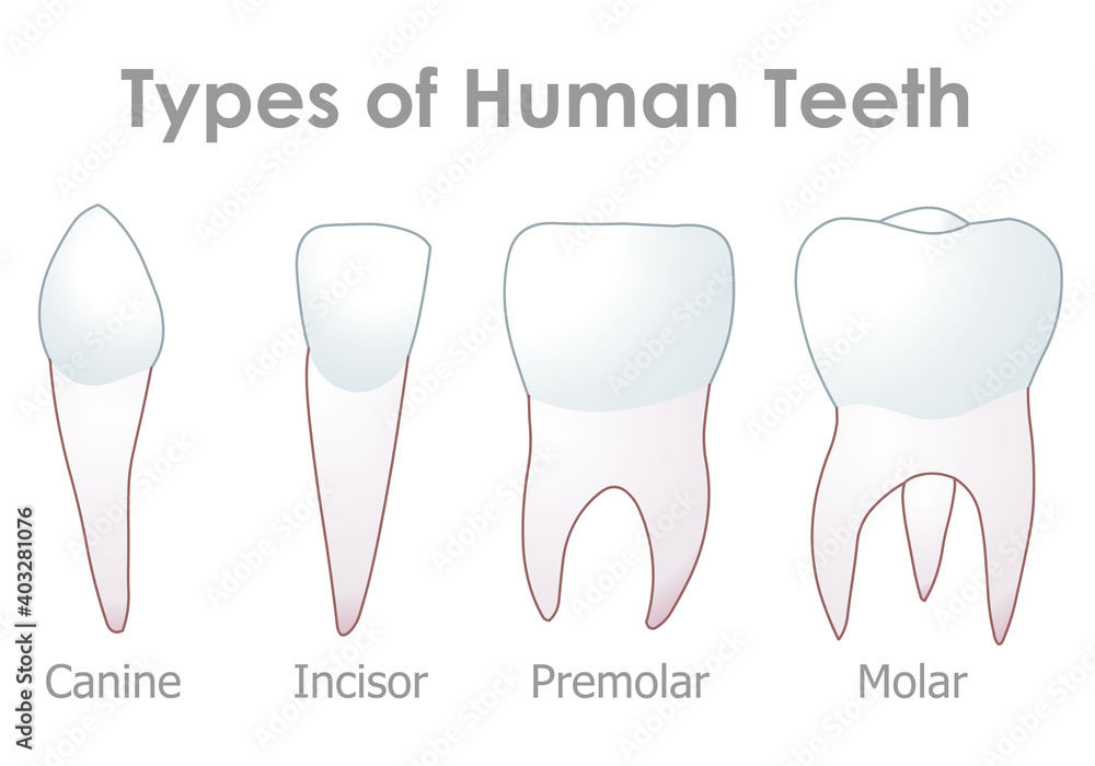 Teeth types. Four types of human tooth. Incisors, chisel-shaped front ...