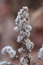 Goldenrod Wildflower In Winter Free Stock Photo - Public Domain Pictures