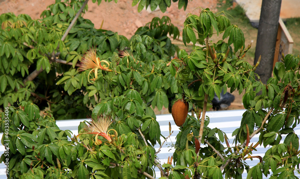 salvador, bahia, brazil - january 6, 2021: monguba fruit (Pachira ...